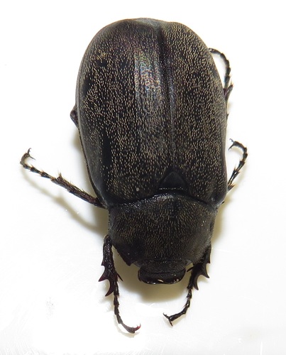 Genus Asthenopholis · iNaturalist