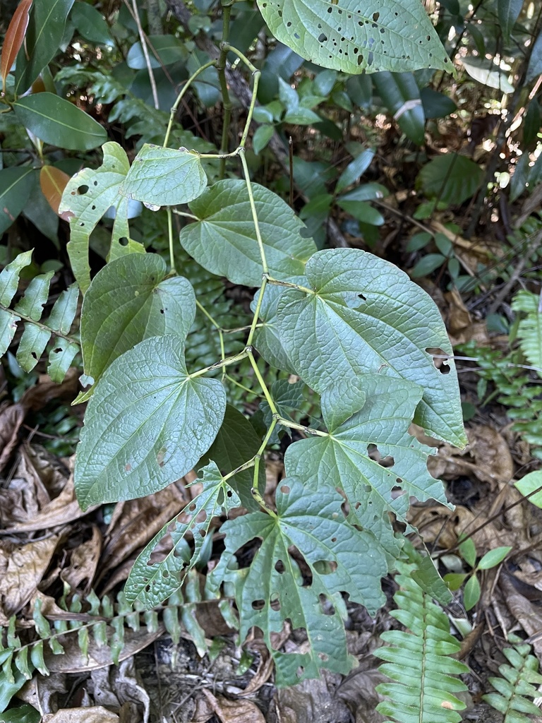 marigold pepper from Puerto Rico, Manatí, PR, US on February 25, 2021 ...