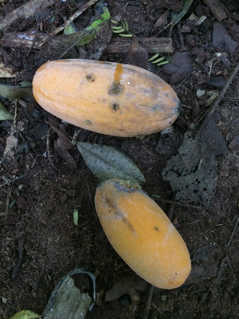 Wild Papaya (Jacaratia spinosa) - Botanical Realm