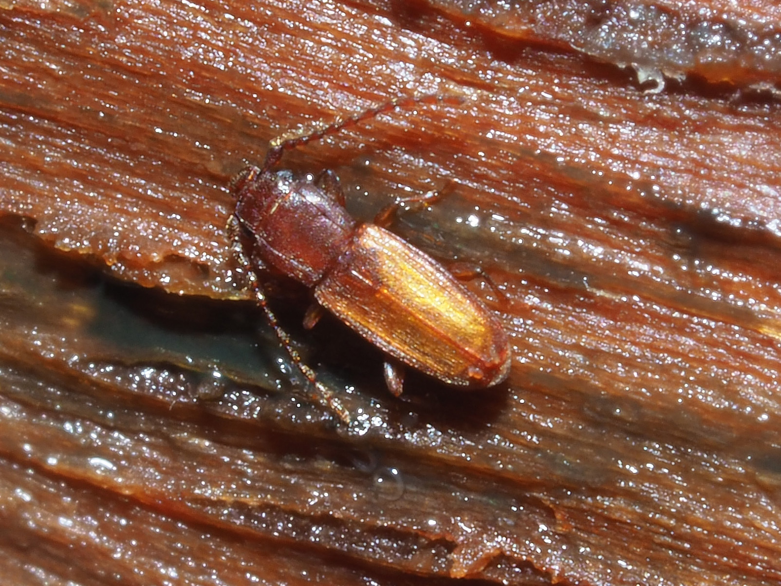 Placonotus MacLeay, 1871