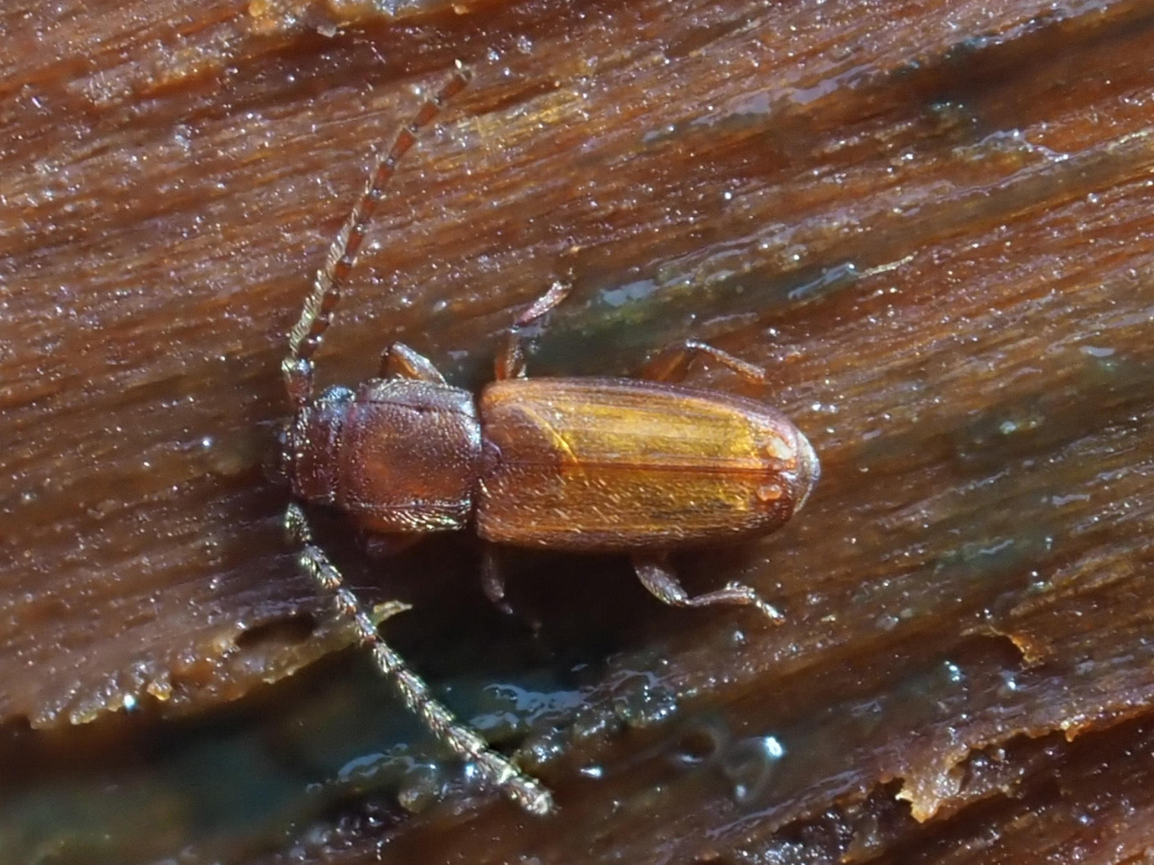 Placonotus MacLeay, 1871