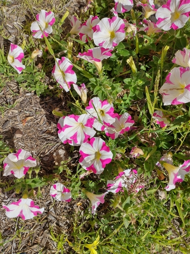 Observations by arulselvan · iNaturalist