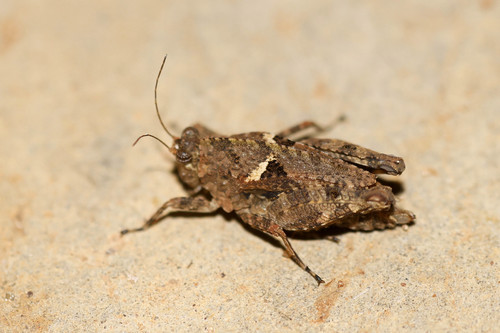 Paratettix villiersi · iNaturalist