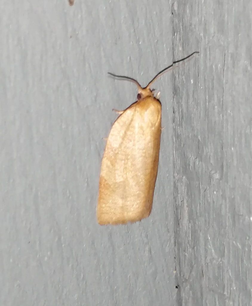 Allen's Tortrix Moth from Kawartha Lakes, ON, Canada on June 26, 2020 ...