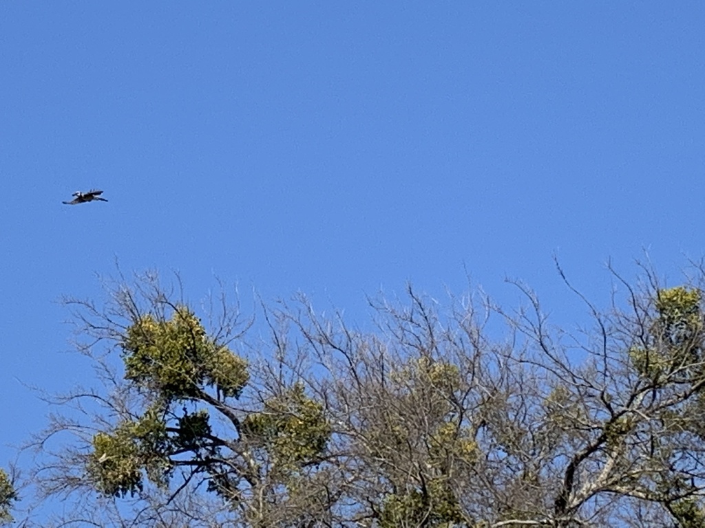 Blue Jay from Goforth Rd, Dallas, TX, US on February 24, 2021 at 03:47 ...