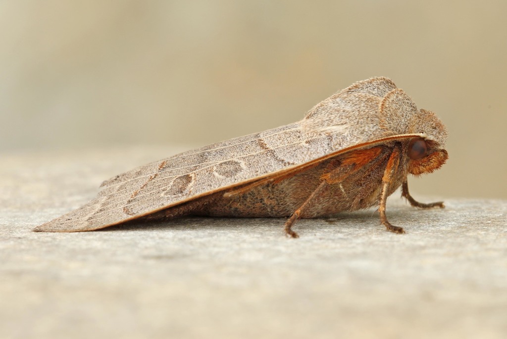 Chaetaglaea cerata (Insects of Massachusetts) · iNaturalist