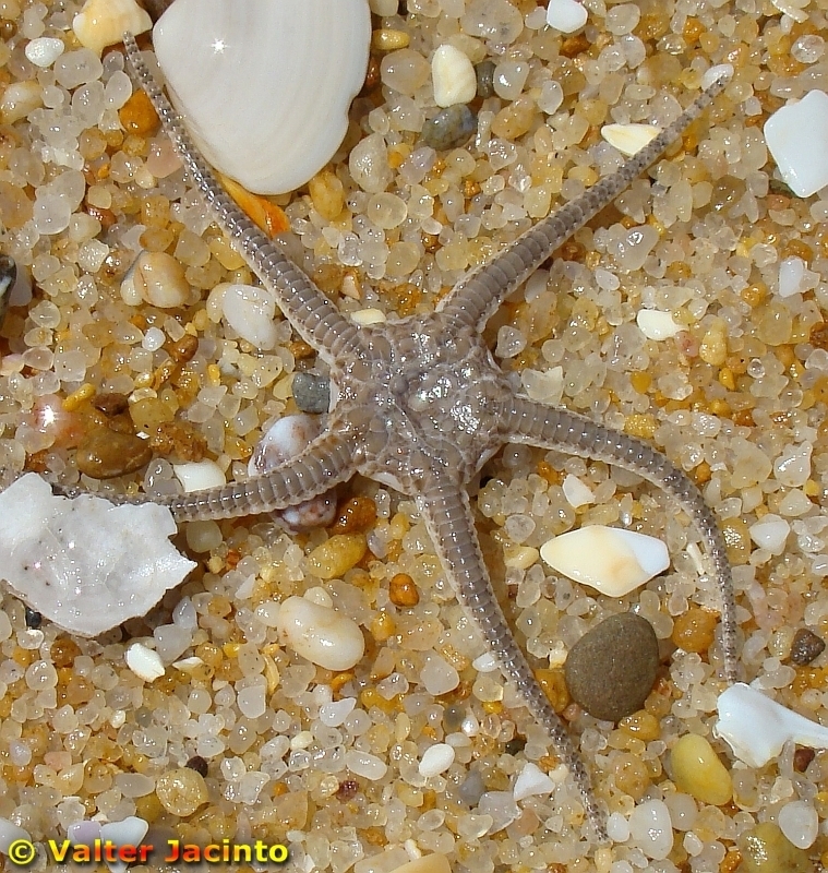 Serpent Star (Marine Life of the Mediterranean) · iNaturalist