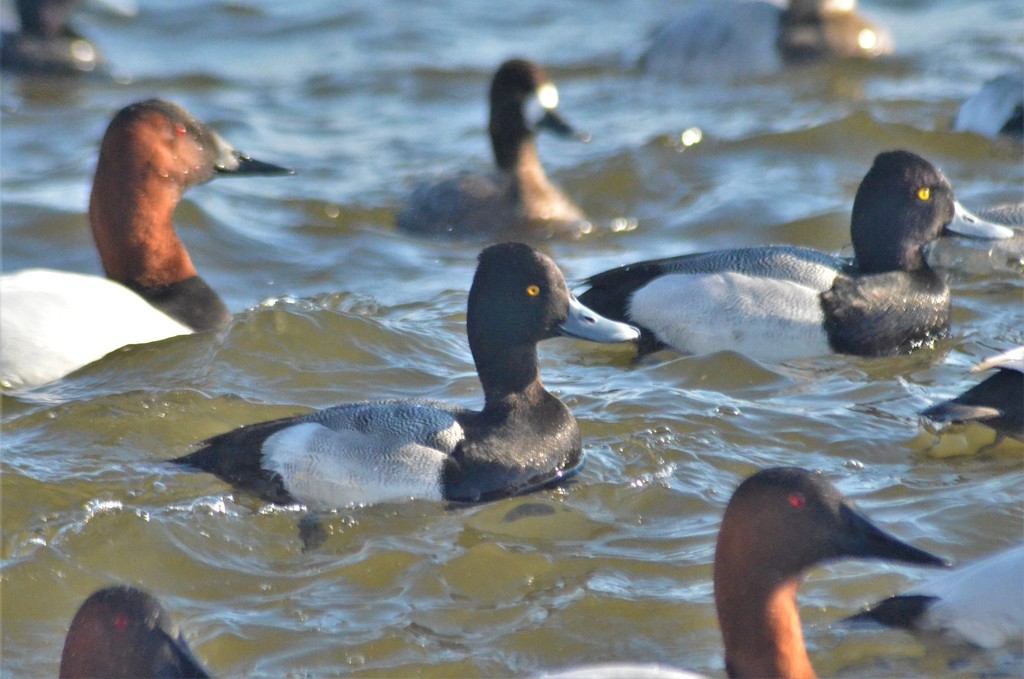 Lesser Scaup from Oakley Street on February 20, 2021 at 08:59 AM by ...
