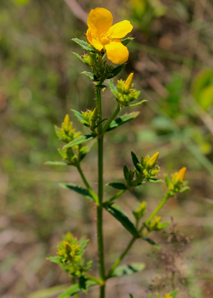 yellow meadowbeauty (Rhexia lutea) - Botanical Realm