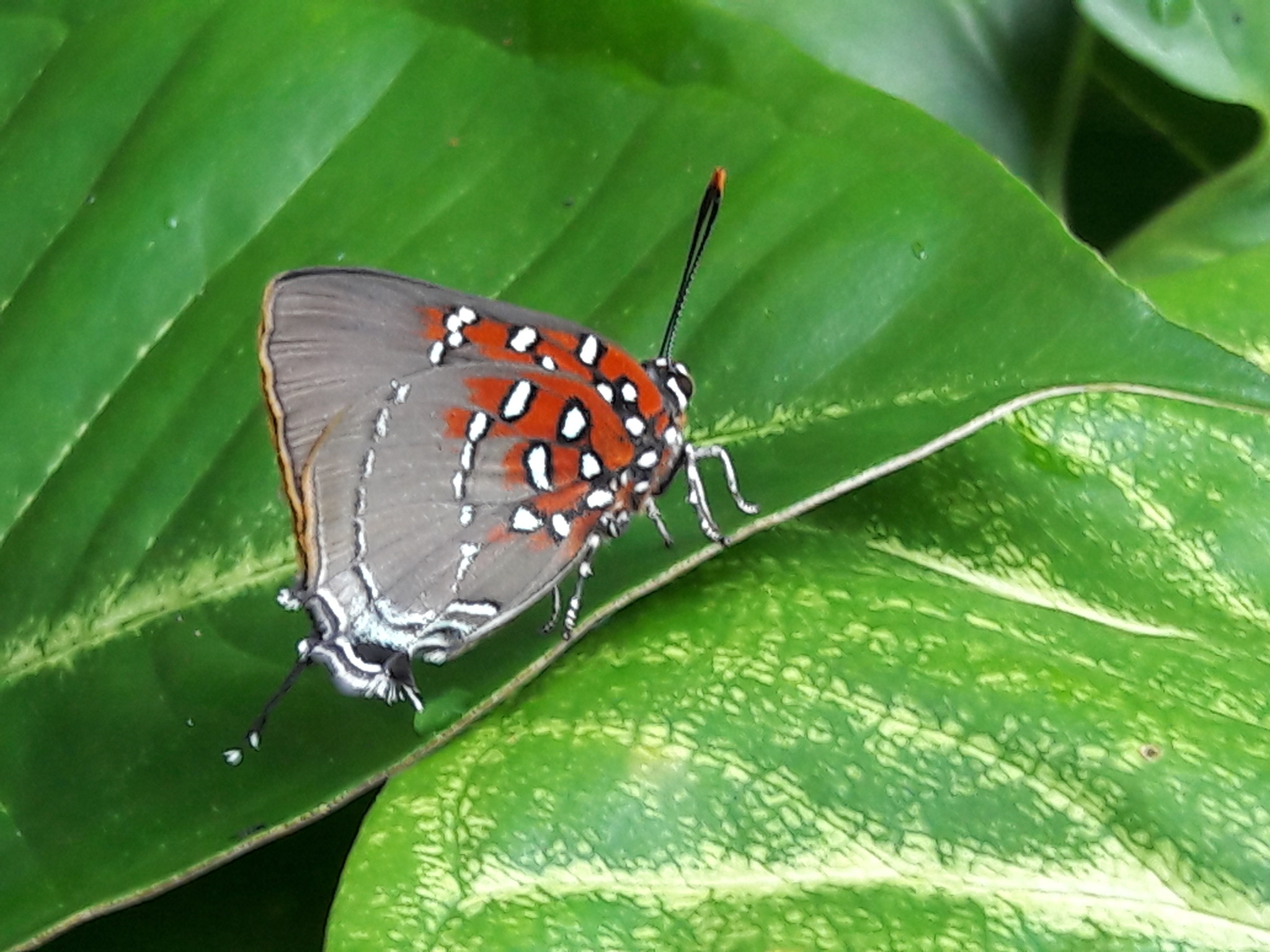 Brangas Hübner, 1819