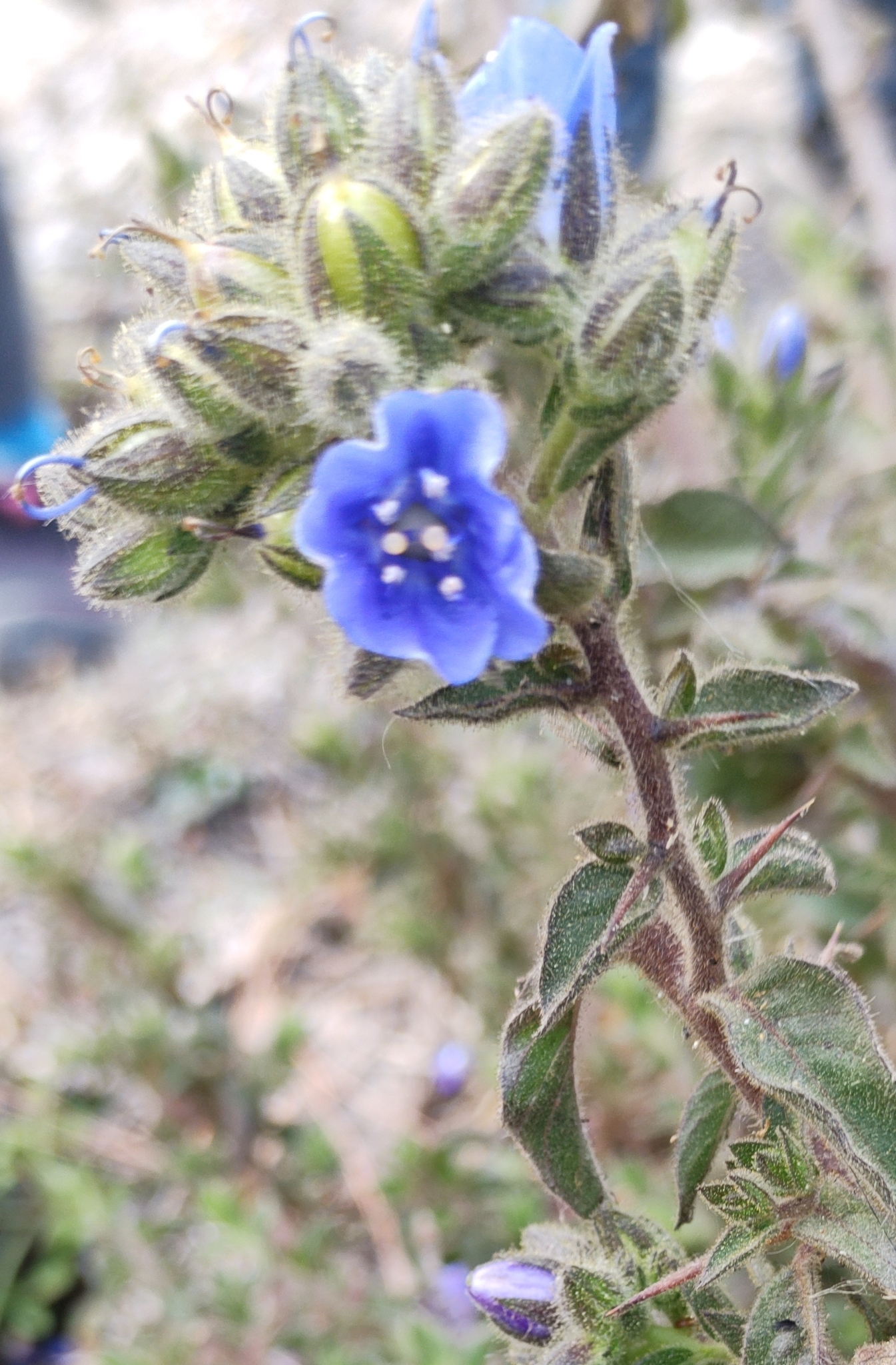 Hydrolea spinosa L.