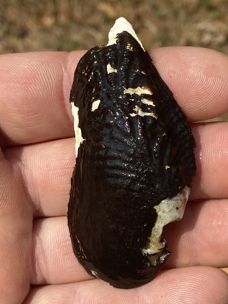 Alabama Pearlshell (Bivalves of the United States Pt.1) · iNaturalist