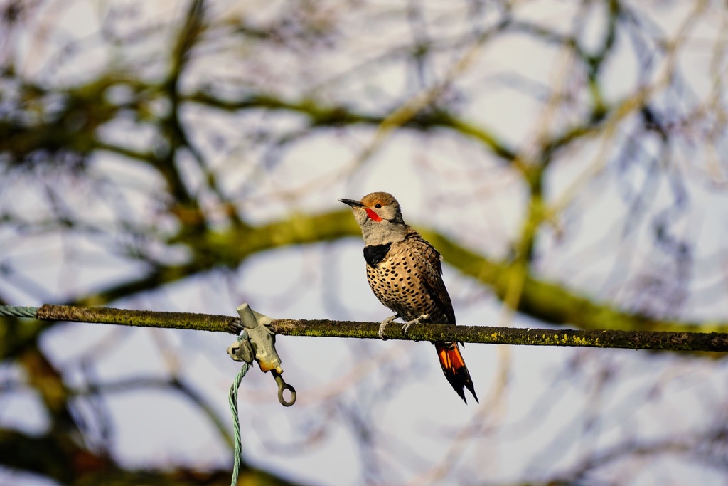 Northern Flicker from East Vancouver, Vancouver, BC, Canada on February ...