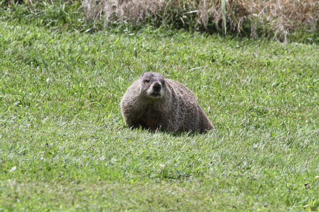 Groundhog from Washington, MO, USA on August 17, 2017 at 02:16 PM by ...