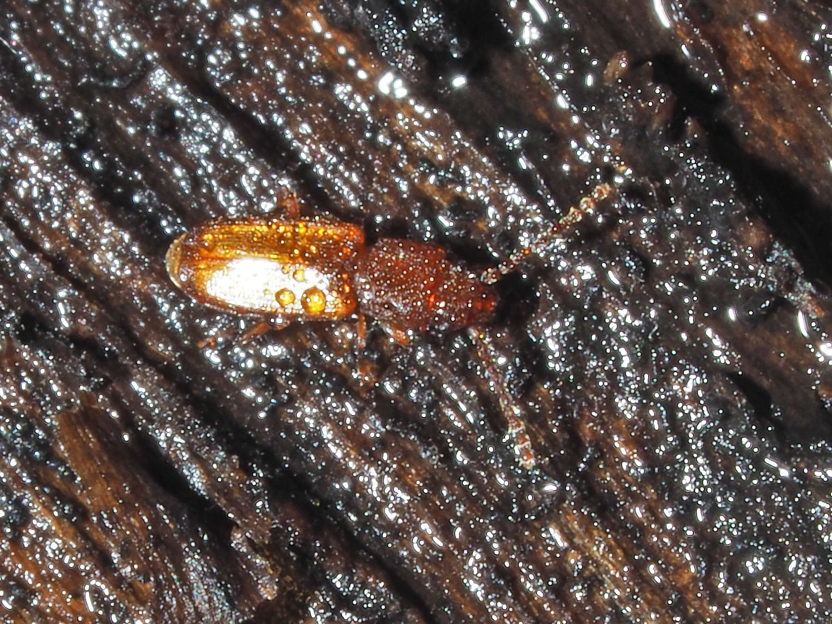 Placonotus MacLeay, 1871