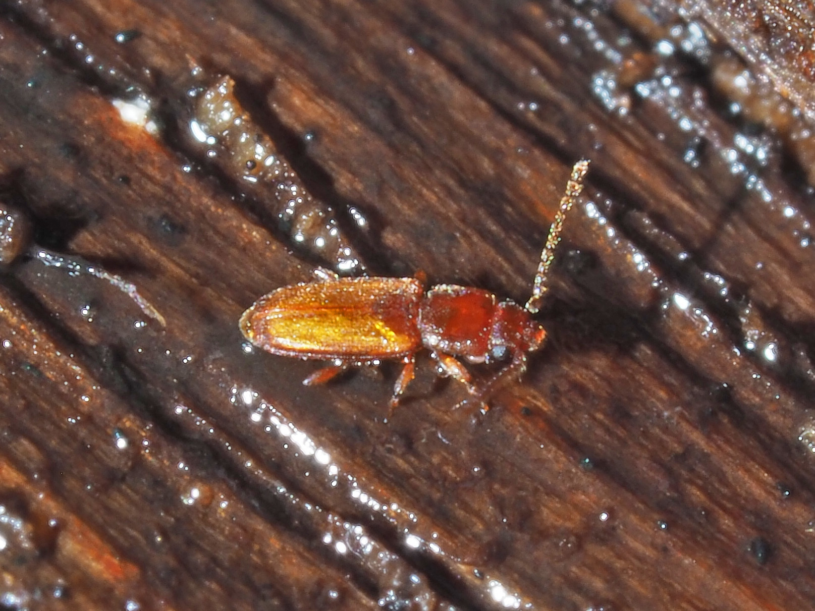 Placonotus MacLeay, 1871