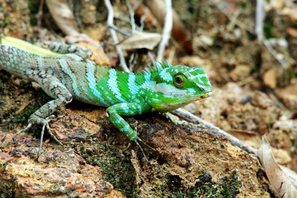 Spineless Forest Lizard in April 2014 by Palinda Perera · iNaturalist