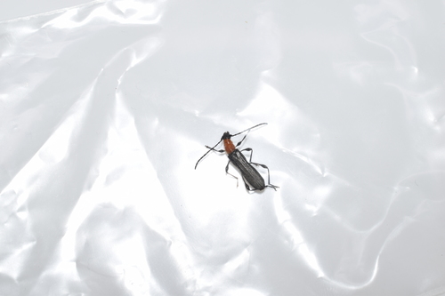 Genus Kurarua · iNaturalist