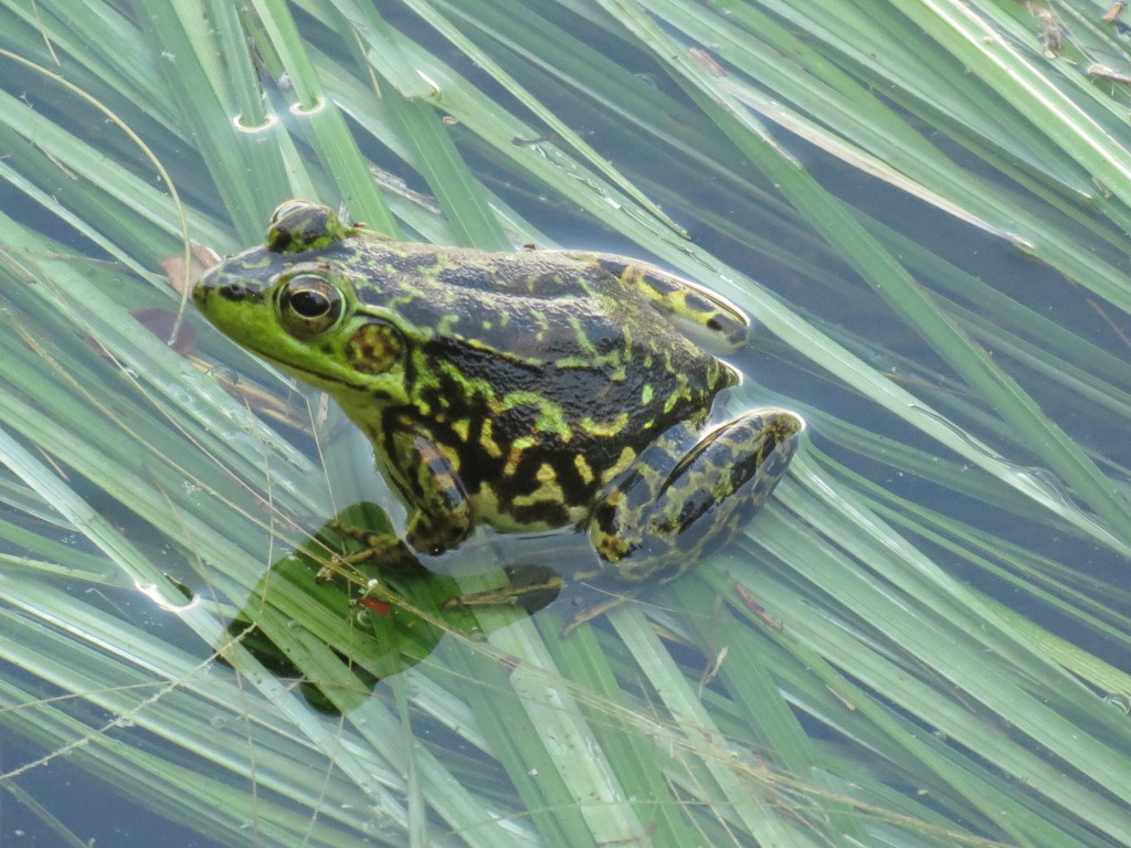 Mink Frog from Argue Lake, Nipissing, Unorganized, South Part, ON P0A ...