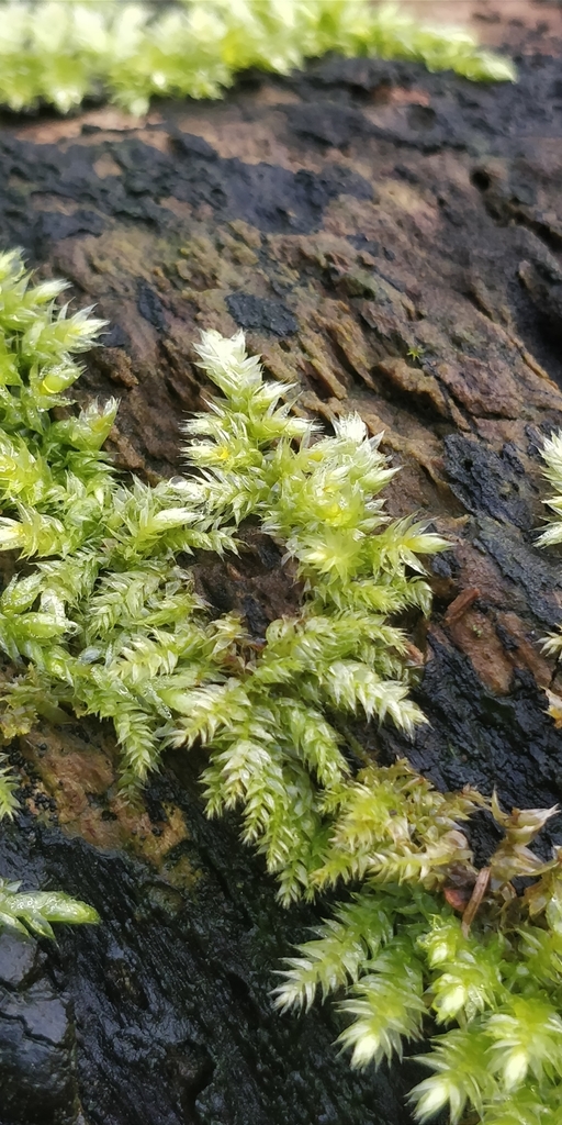 Rough-stalked Feather-moss (Brachythecium rutabulum) - Botanical Realm
