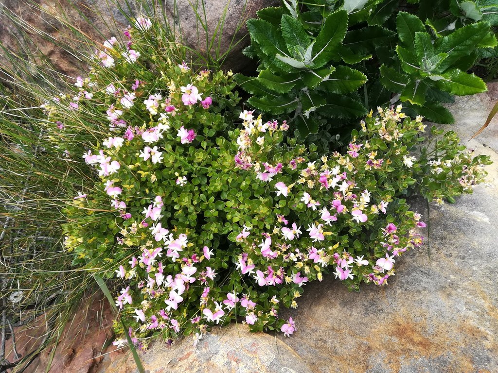 Wedgeleaf Capesweetpea (Podalyria argentea) - Botanical Realm