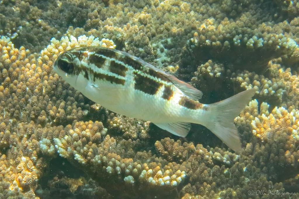 Lined Monocle Bream (Scolopsis lineata) - Marine Life Identification