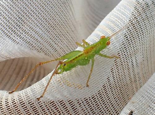 género Indiamba · NaturaLista Colombia