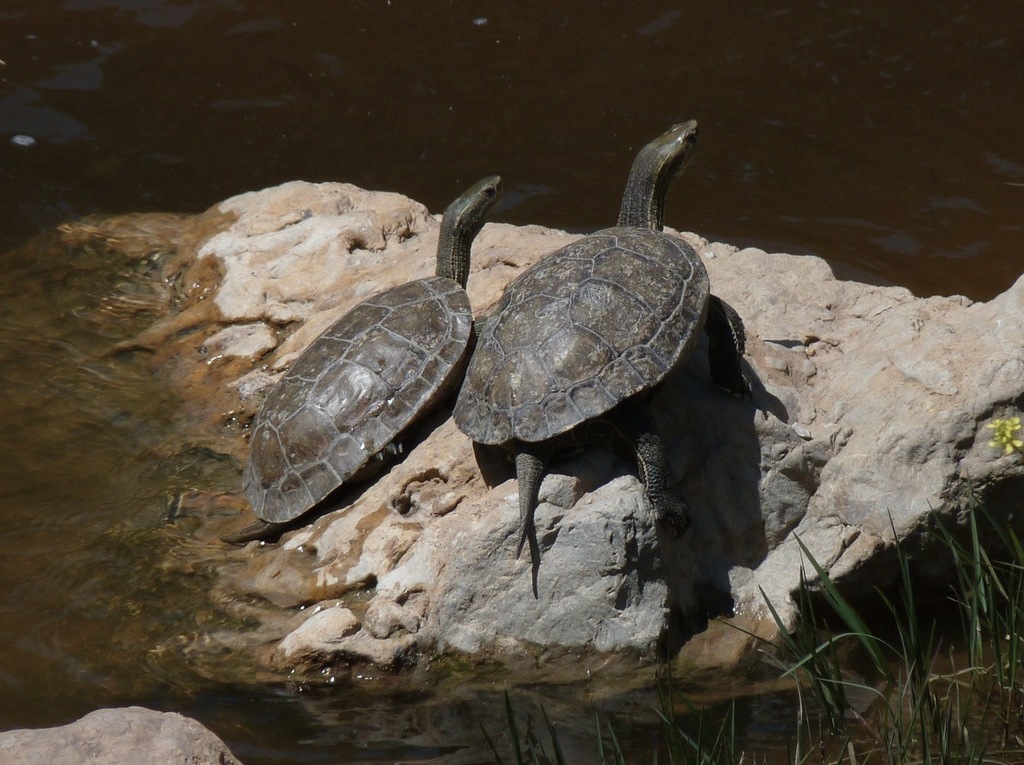 Western Caspian Turtle from Zarqa River, Jordan on 30 March, 2010 at 05 ...