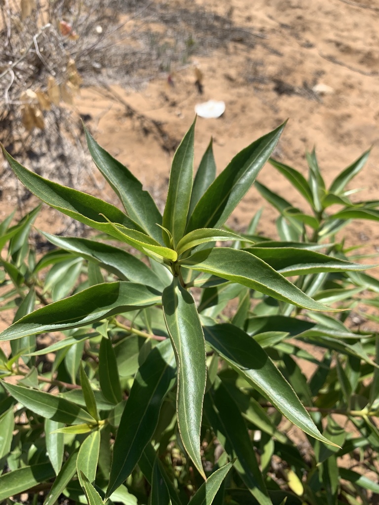 common boobialla from Vlees Bay, Vlees Bay, WC, ZA on February 25, 2021 ...