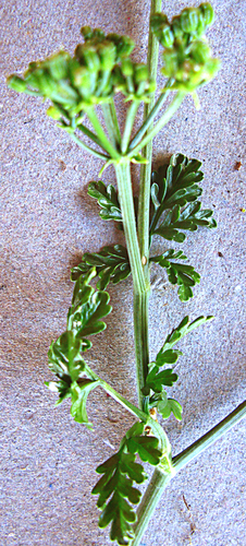 Summer Sandcelery (Dasispermum humile) · iNaturalist