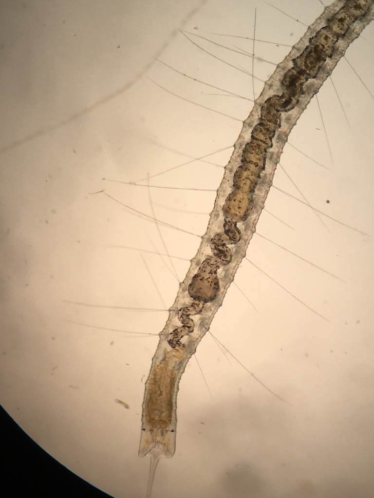 Stylaria lacustris (Linnaeus, 1758)