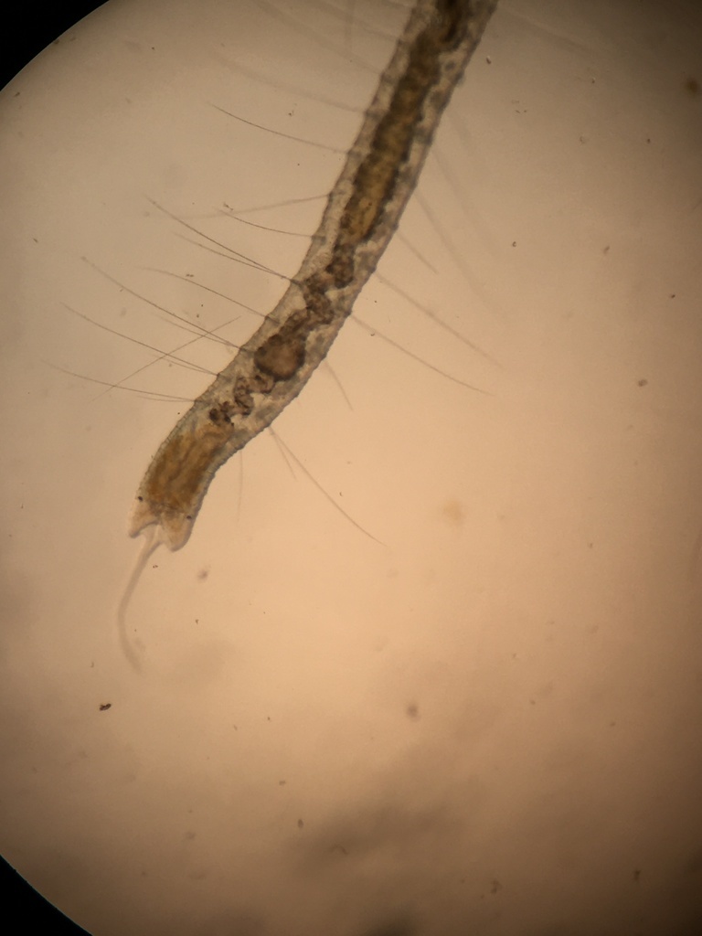 Stylaria lacustris (Linnaeus, 1758)