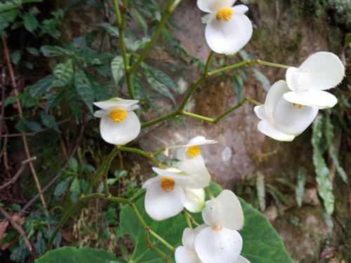 Begonia multistaminea · iNaturalist Mexico