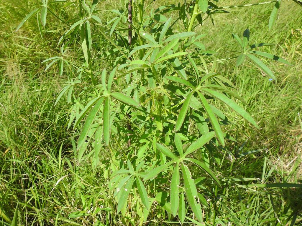 Kenaf from Ehlanzeni, South Africa on February 17, 2021 at 08:54 AM by ...