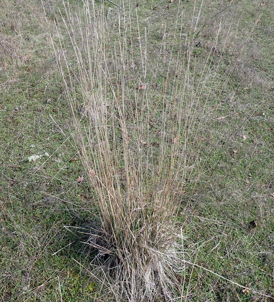 slender wheatgrass (Elymus trachycaulus trachycaulus) - Botanical Realm