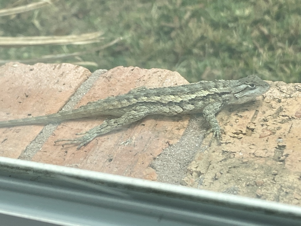 Texas Spiny Lizard from Manor Ln, Dickinson, TX, US on February 26 ...