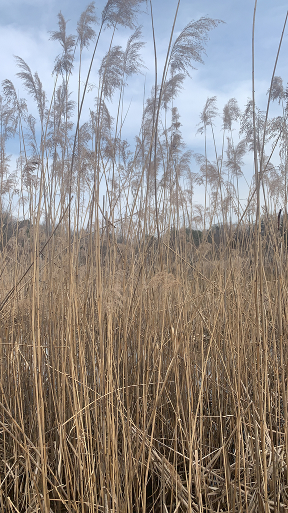 European reed from Bowie on February 26, 2021 at 02:52 PM by juujubean ...