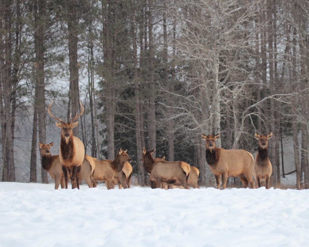 American Elk from Hartsmere Rd, McArthurs Mills, ON, CA on December 30 ...