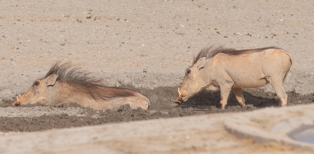 Warthogs (Phacochoerus) - Know Your Mammals