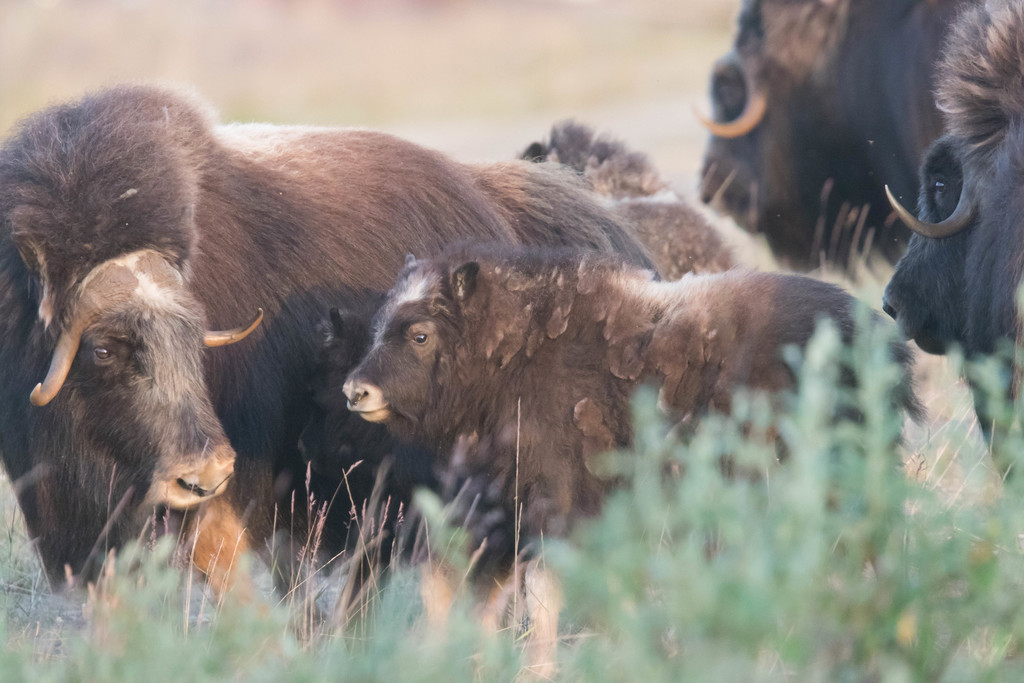 Moschusochse (HRX - Land Mammals of Norway) · iNaturalist