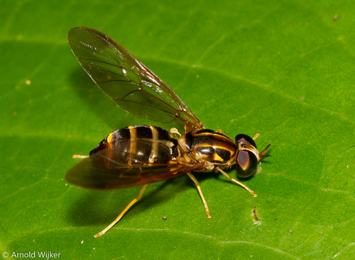 Chrysochlorina pluricolor · iNaturalist United Kingdom