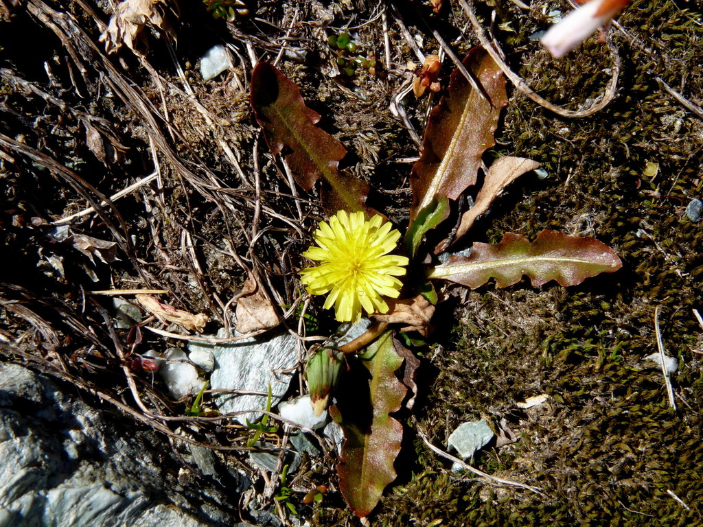New Zealand Native Dandelion from Queenstown-Lakes District, Otago, New ...