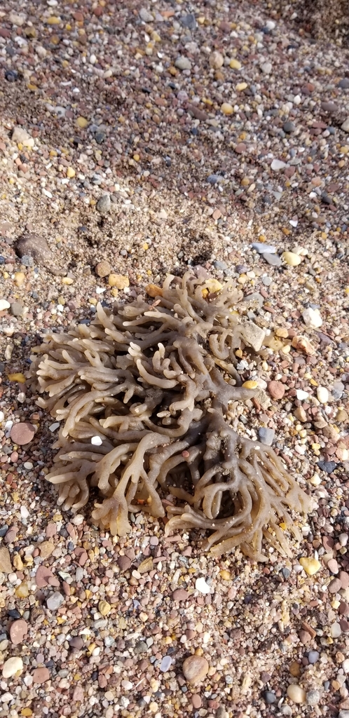 Alcyonidium verrilli from Great Kills, Staten Island, NY, USA on ...