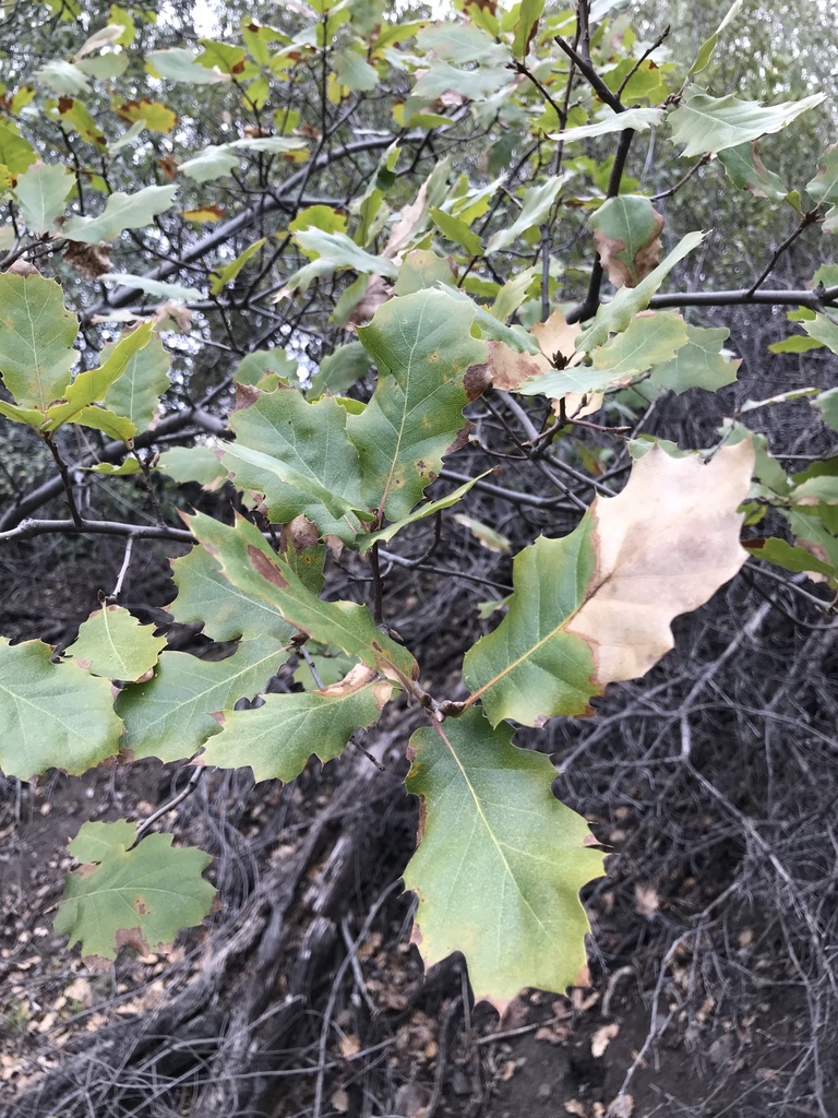 Oracle Oak from Bidwell Park, Chico, CA, US on February 22, 2021 at 04: ...