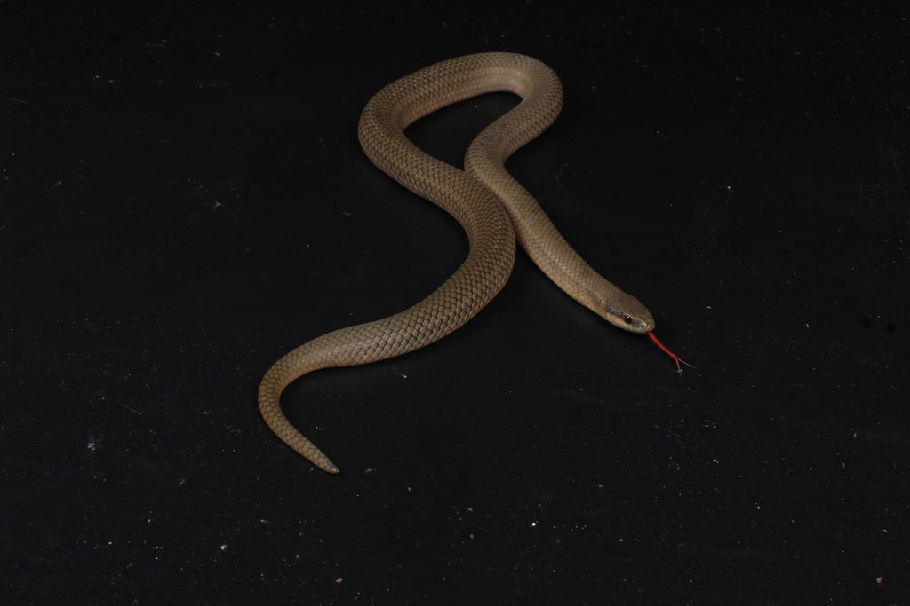 Blood Snake from Kaua, Yuc., México on February 25, 2021 at 01:45 PM by ...