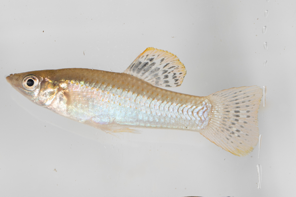 Shortfin Molly (Poecilia mexicana) - Marine Life Identification