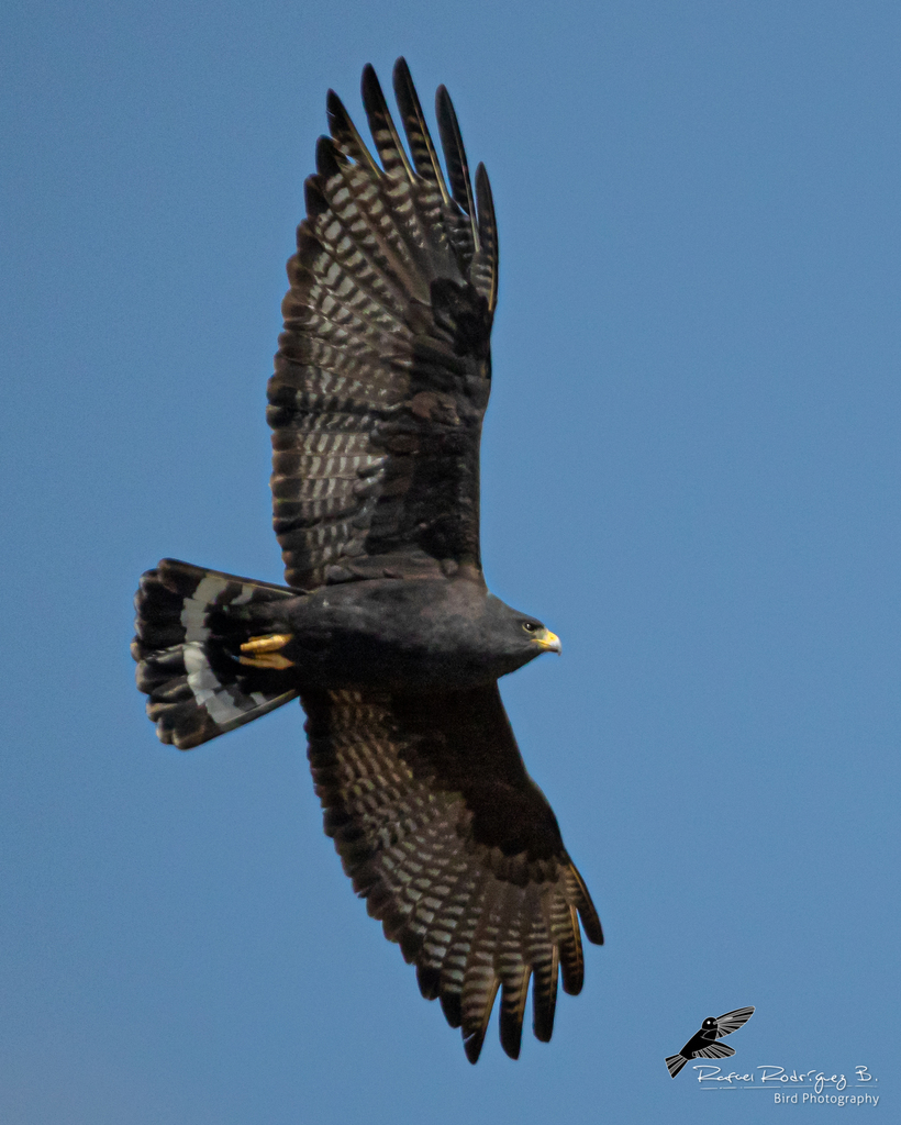 Zone-tailed Hawk from Cuernavaca, Mor., México on February 26, 2021 at ...
