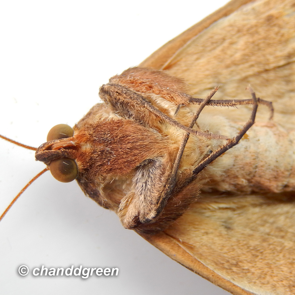 Brown-striped Semilooper (insects of mumbai) · iNaturalist