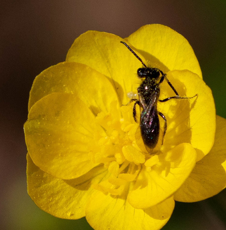 Panurginus from Pine Canyon, Contra Costa, California, United States on ...