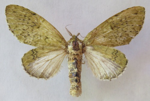 Cecrita viror · iNaturalist